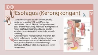 633568053-Tugas-Ppt-Kelompok-2-Anatomi-Dan-Fungsi-Organ-Pencernaan ...