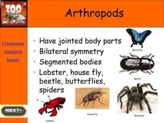 634199322-LAS-34-Vertebrates-Invertebrates-ppt.ppt