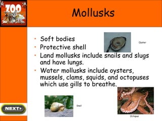 634199322-LAS-34-Vertebrates-Invertebrates-ppt.ppt