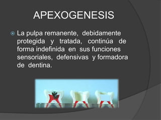 apexogenesis y apexificacion | PPT