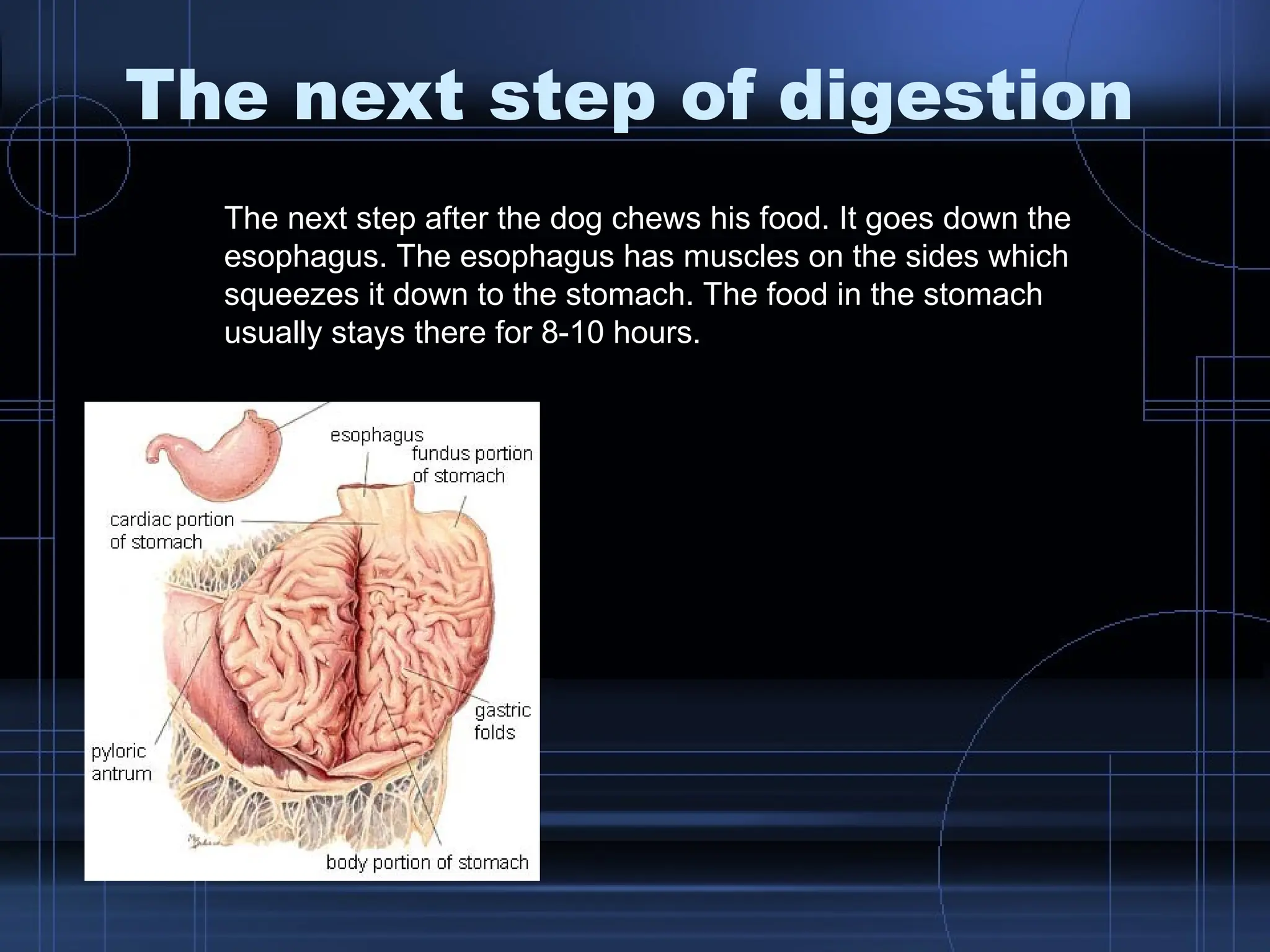 Dog Digestive system - simple stomach animal | PPT