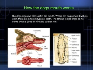 Dog Digestive system - simple stomach animal | PPT