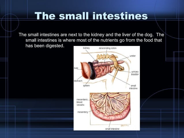 Dog Digestive system - simple stomach animal | PPT