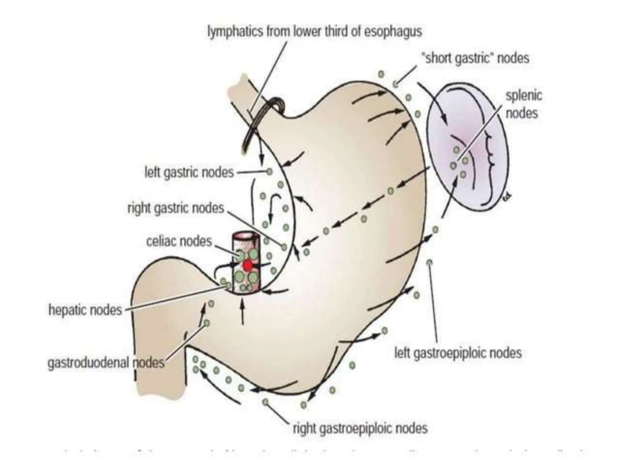 Anatomy of stomach by Pravina Chaudhary.. | PPTX