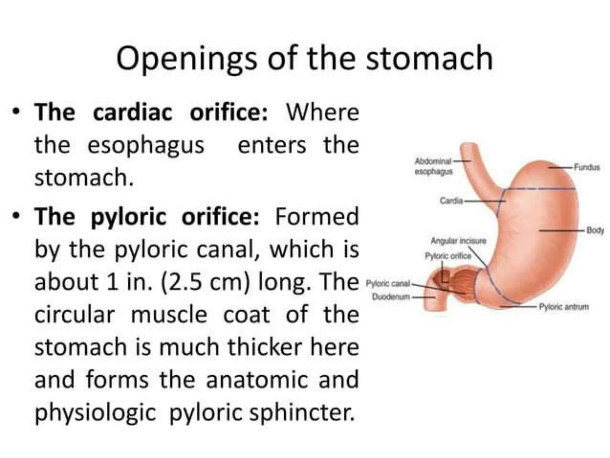 Anatomy of stomach by Pravina Chaudhary.. | PPTX