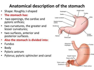 Anatomy of stomach by Pravina Chaudhary.. | PPTX
