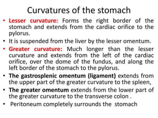 Anatomy of stomach by Pravina Chaudhary.. | PPTX