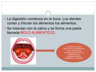 Sistema digestivo | PPTX