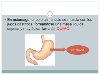 Sistema digestivo | PPTX