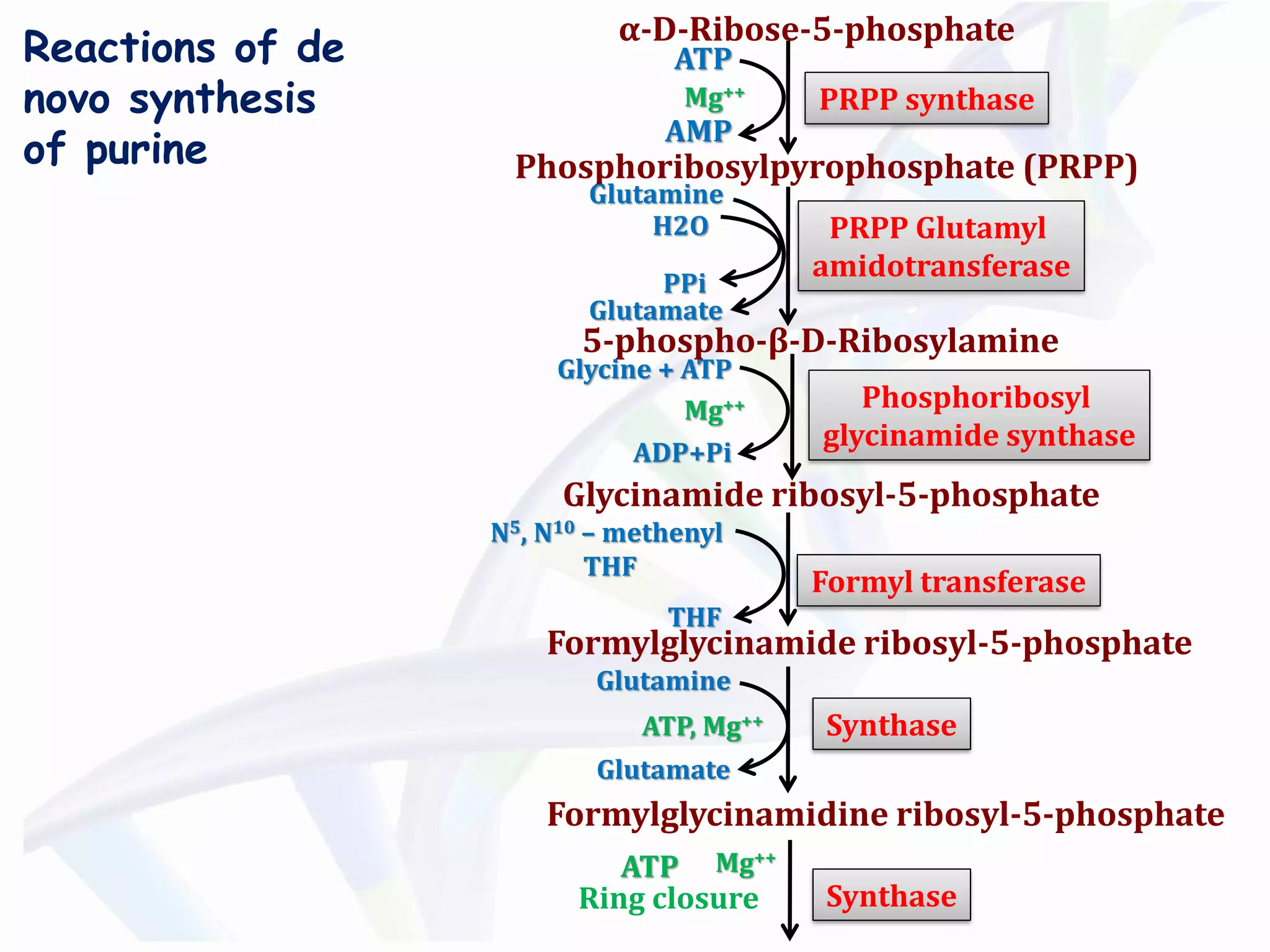 Biosynthesis of Purine Ribonucleotide, Gout | PDF