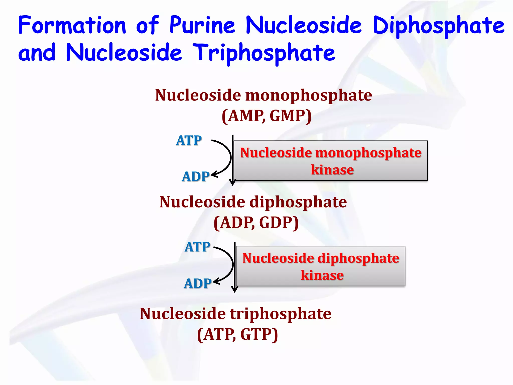 Biosynthesis of Purine Ribonucleotide, Gout | PDF