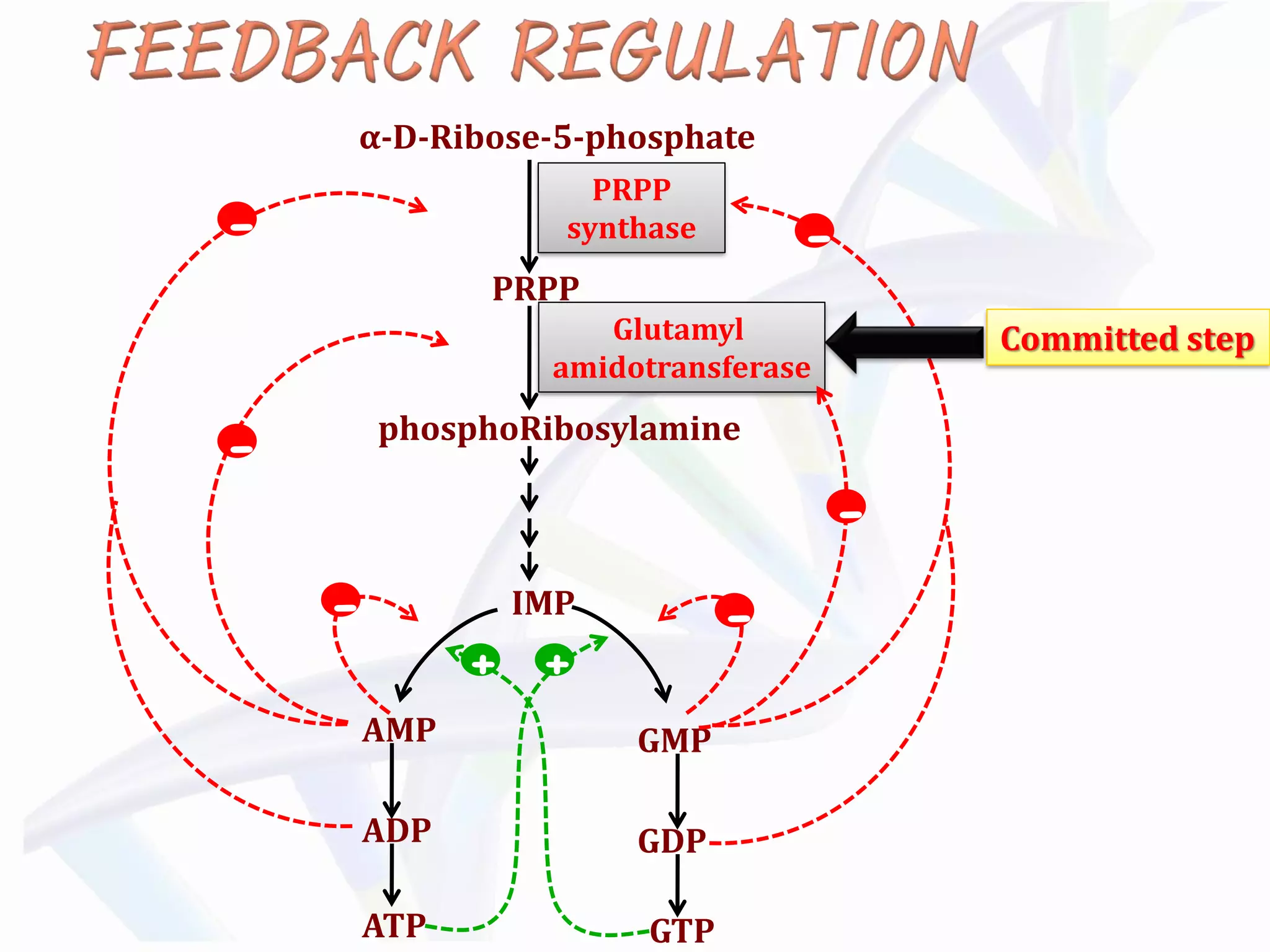 Biosynthesis of Purine Ribonucleotide, Gout | PDF