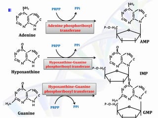 Biosynthesis of Purine Ribonucleotide, Gout | PDF
