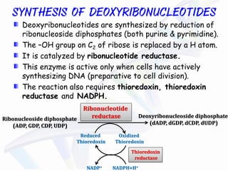 Biosynthesis of Purine Ribonucleotide, Gout | PDF