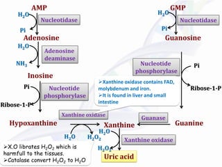 Biosynthesis of Purine Ribonucleotide, Gout | PDF