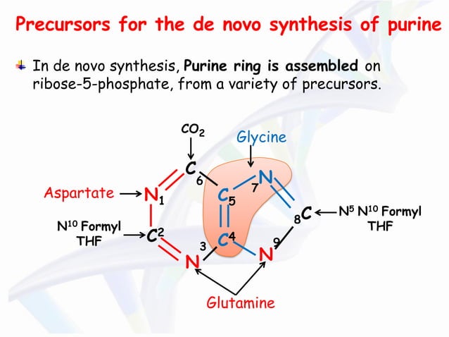 Biosynthesis of Purine Ribonucleotide, Gout | PDF | Endocrine and ...
