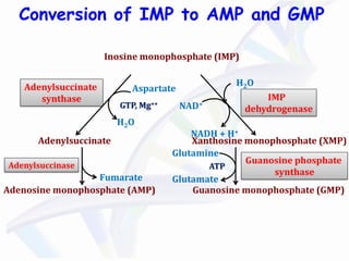Biosynthesis of Purine Ribonucleotide, Gout | PDF