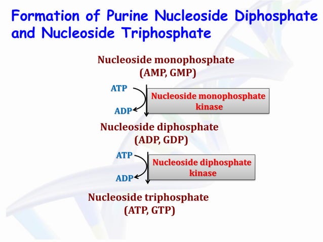 Biosynthesis of Purine Ribonucleotide, Gout | PDF | Endocrine and ...