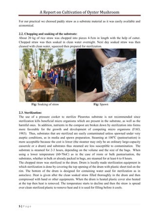 mushroom-report | PDF