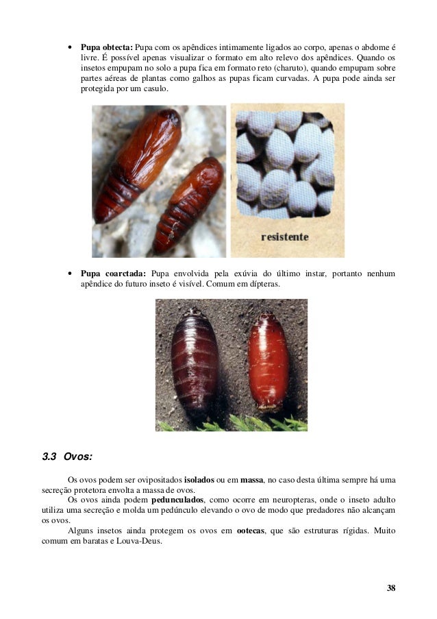 Apostila-entomologia-geral