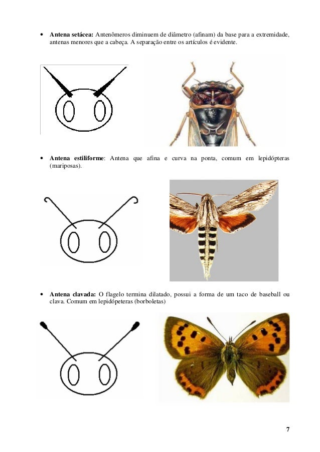 Apostila-entomologia-geral