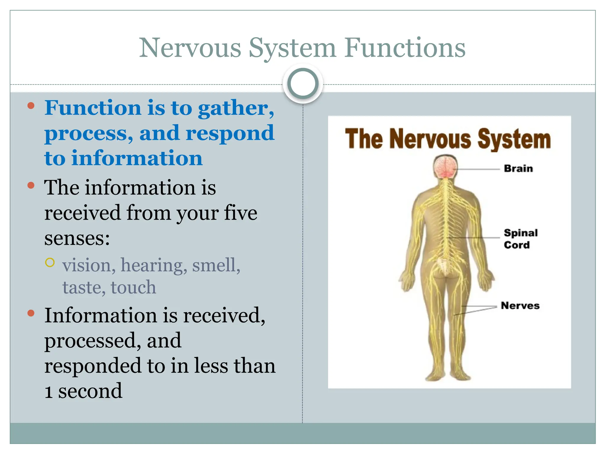 Anatomy and physiology of nervous system | PPT