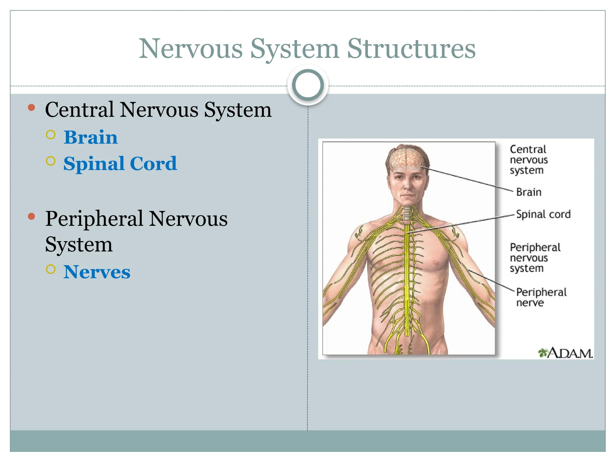 Anatomy and physiology of nervous system | PPT