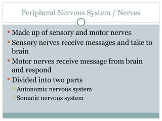 Anatomy and physiology of nervous system | PPT