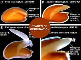 SEED DISPERSAL | PPT