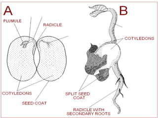 SEED DISPERSAL | PPT