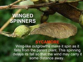 SEED DISPERSAL | PPT