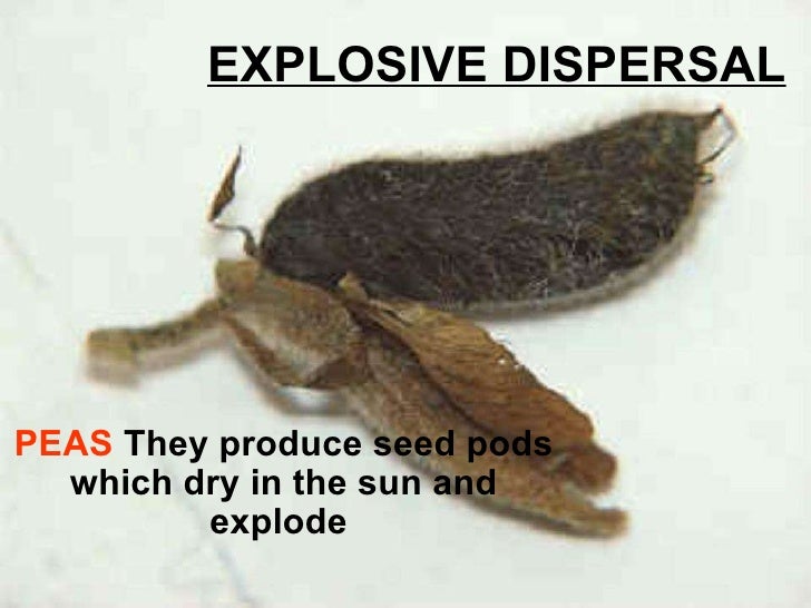 SEED DISPERSAL