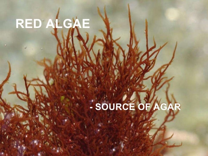ALGAE