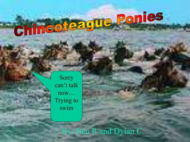 Chincoteague Ponies | PPT