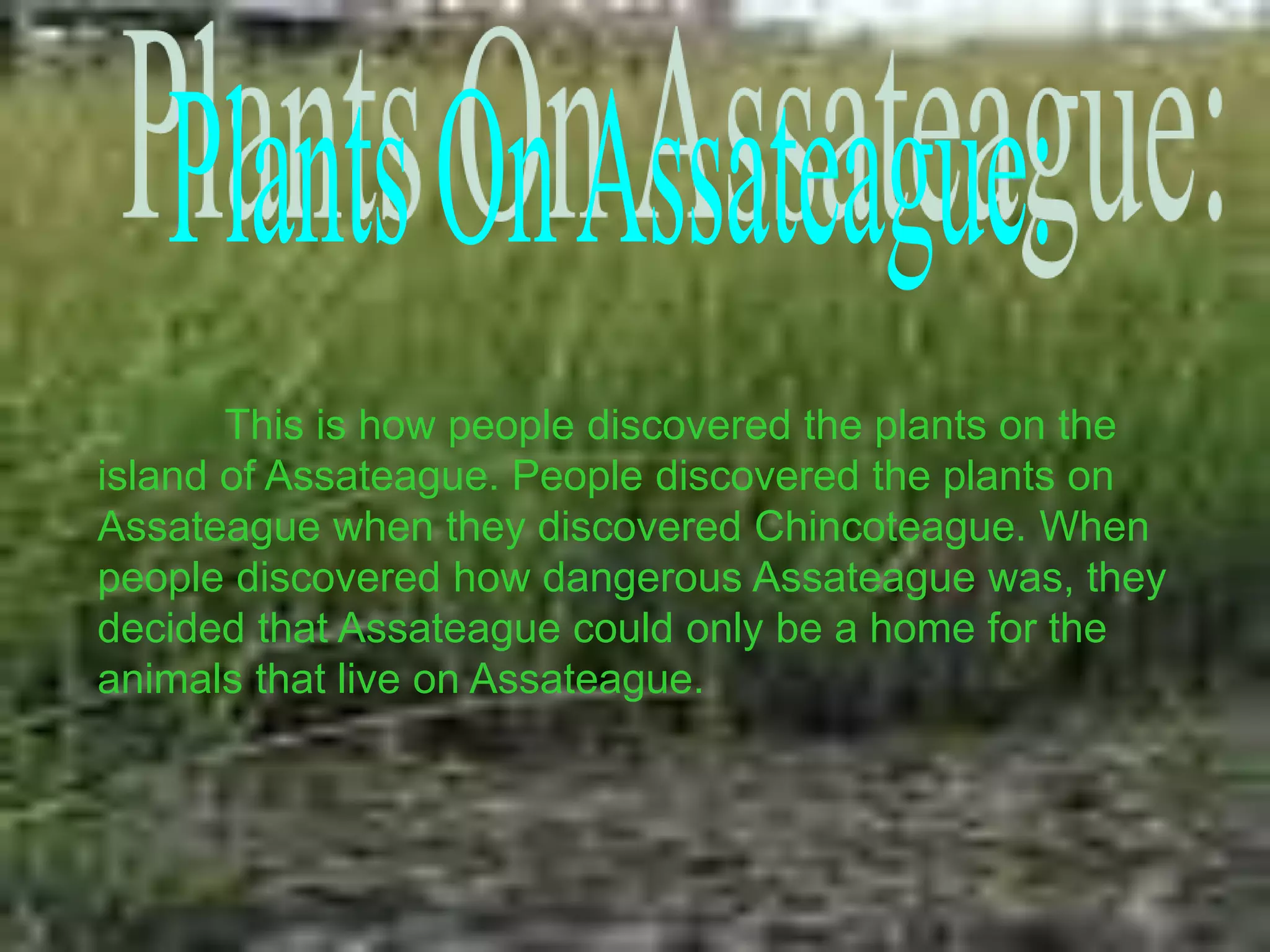 Plants and Animals of Assateague Island | PPT