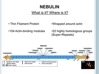 v2. Nebulin PP | PPT