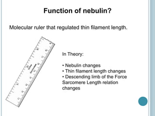 v2. Nebulin PP | PPT