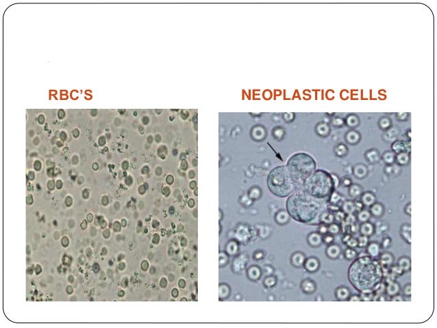DIRECT MICROSCOPY PPT 1