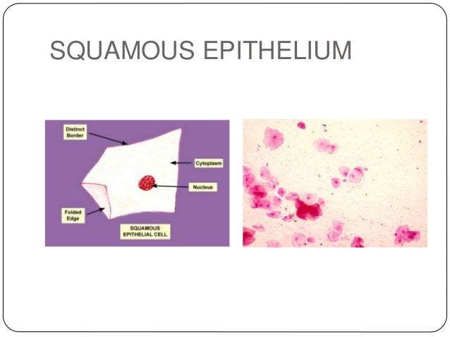 DIRECT MICROSCOPY PPT 1