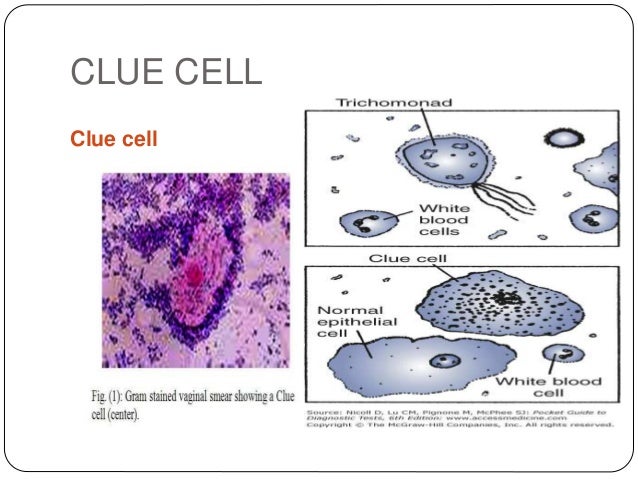 DIRECT MICROSCOPY PPT 1