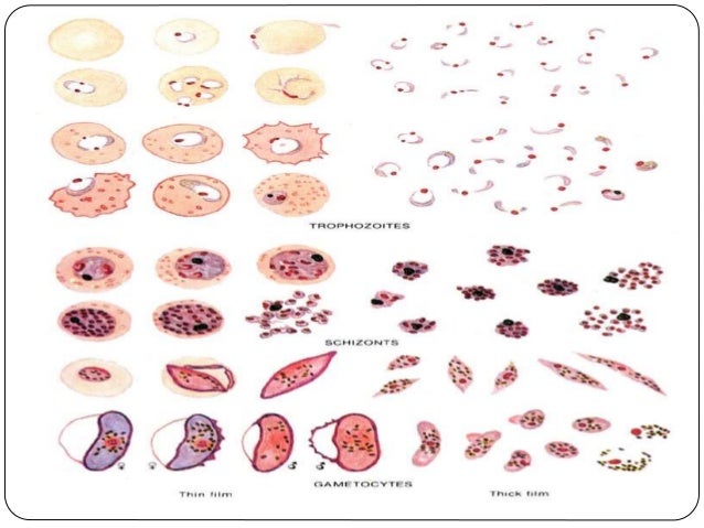 DIRECT MICROSCOPY PPT 1