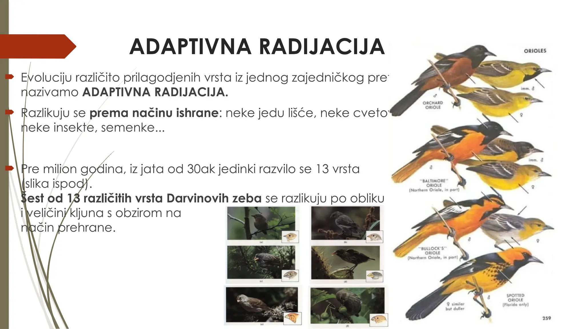AdaptivnaRadijacijaKodZivotinjaIOstalihStvari.pptx