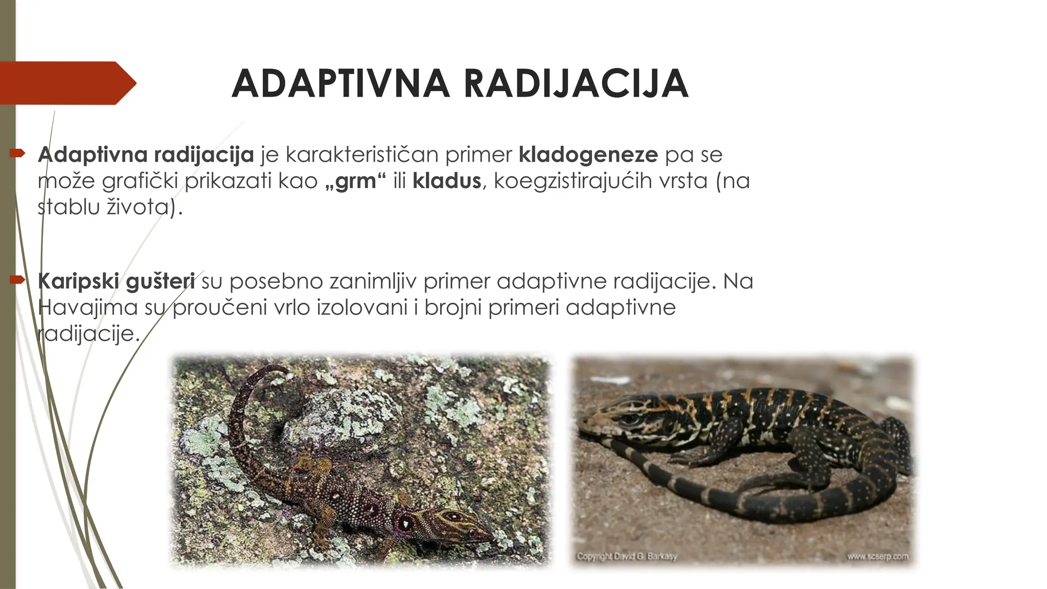 AdaptivnaRadijacijaKodZivotinjaIOstalihStvari.pptx