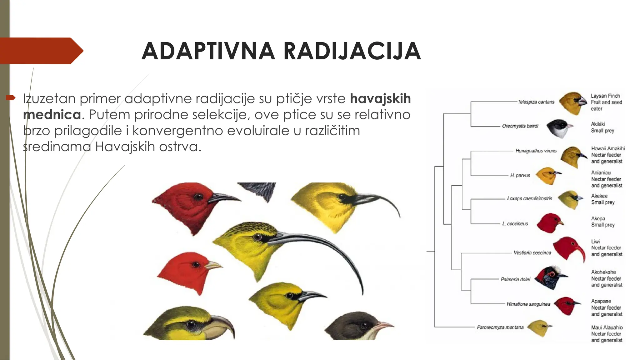 AdaptivnaRadijacijaKodZivotinjaIOstalihStvari.pptx