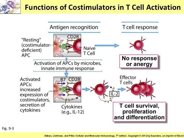 activation and differentiation slideshare