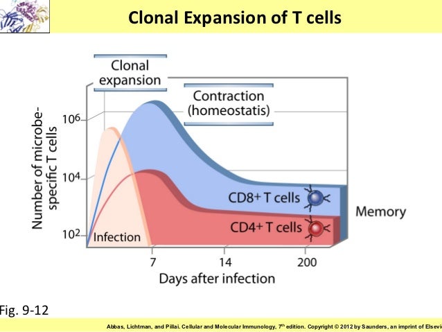 immunology chapter 9 : activation of T lymphocytes