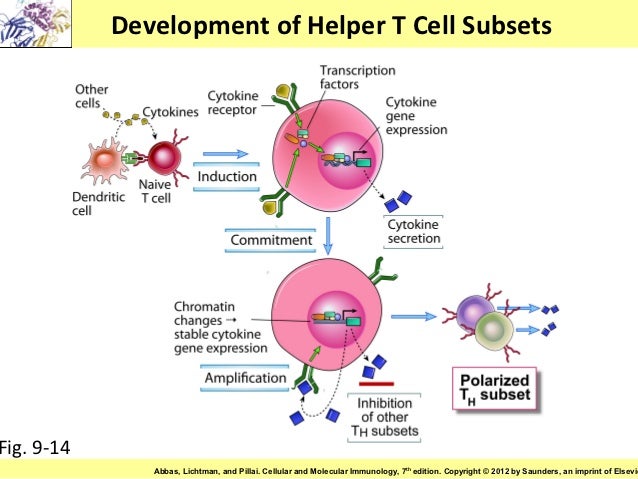 Helper T Cell Diagram Helper T Cell Diagram