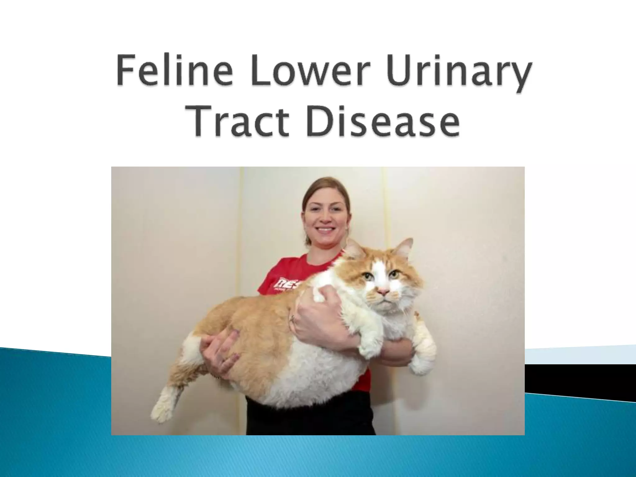 Feline Lower Urinary Tract Disease | PPTX | Chemistry | Science
