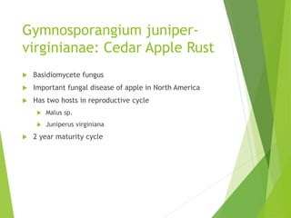 johnson, jennifer cedar apple rust | PPTX