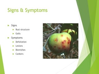johnson, jennifer cedar apple rust | PPTX
